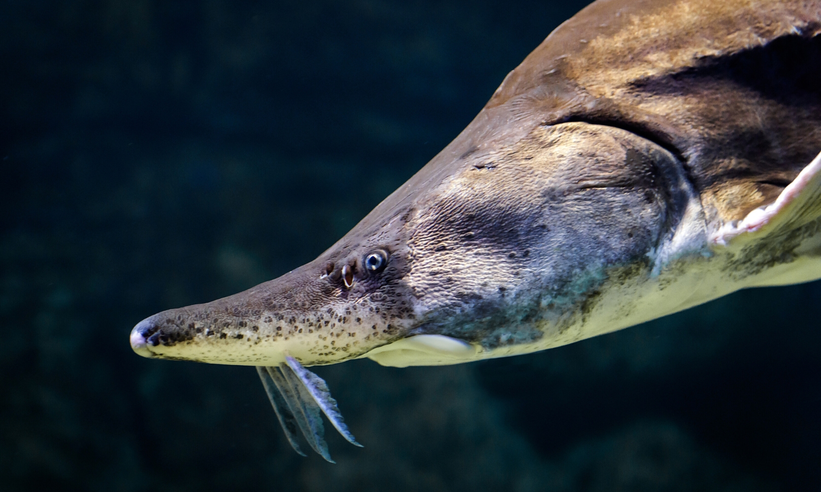 Types of Sturgeon: Freshwater vs. Saltwater Species | SIAA
