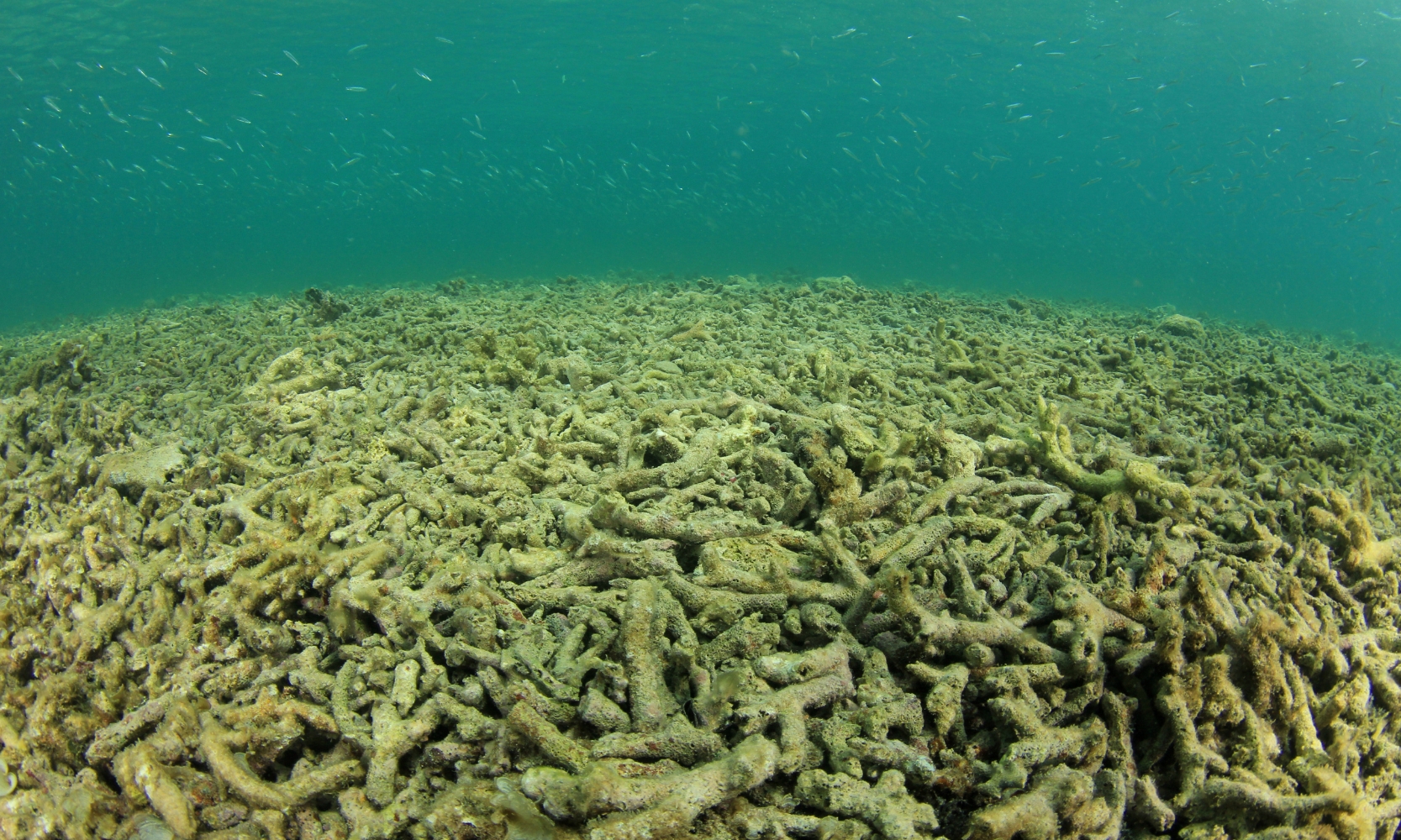 Impacts of Ocean Acidification on Global Seafood & Solutions Required ...