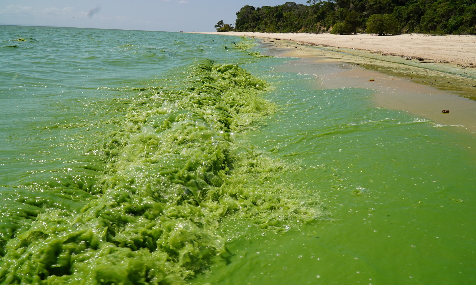 Impacts of Ocean Acidification on Global Seafood & Solutions Required ...