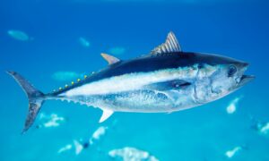 Most Endangered Aquatic Animals, Causes, & Solutions | Sturgeon ...